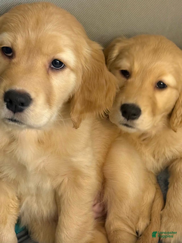 Golden Retriever Puppy 1 for sale in Falls Church | Lancaster Puppies