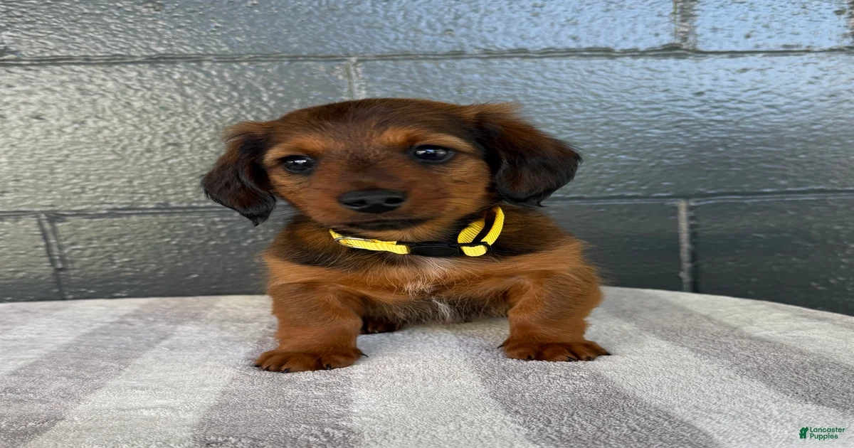 Colt Miniature Dachshund for sale in Apple Creek | Lancaster Puppies