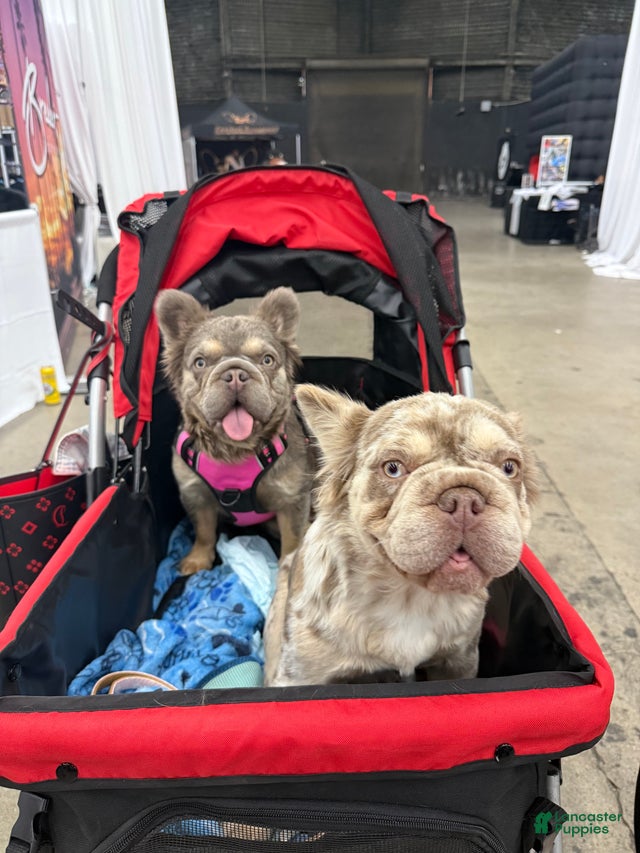 Calipocketbulliesandfrenchies | Lancaster Puppies