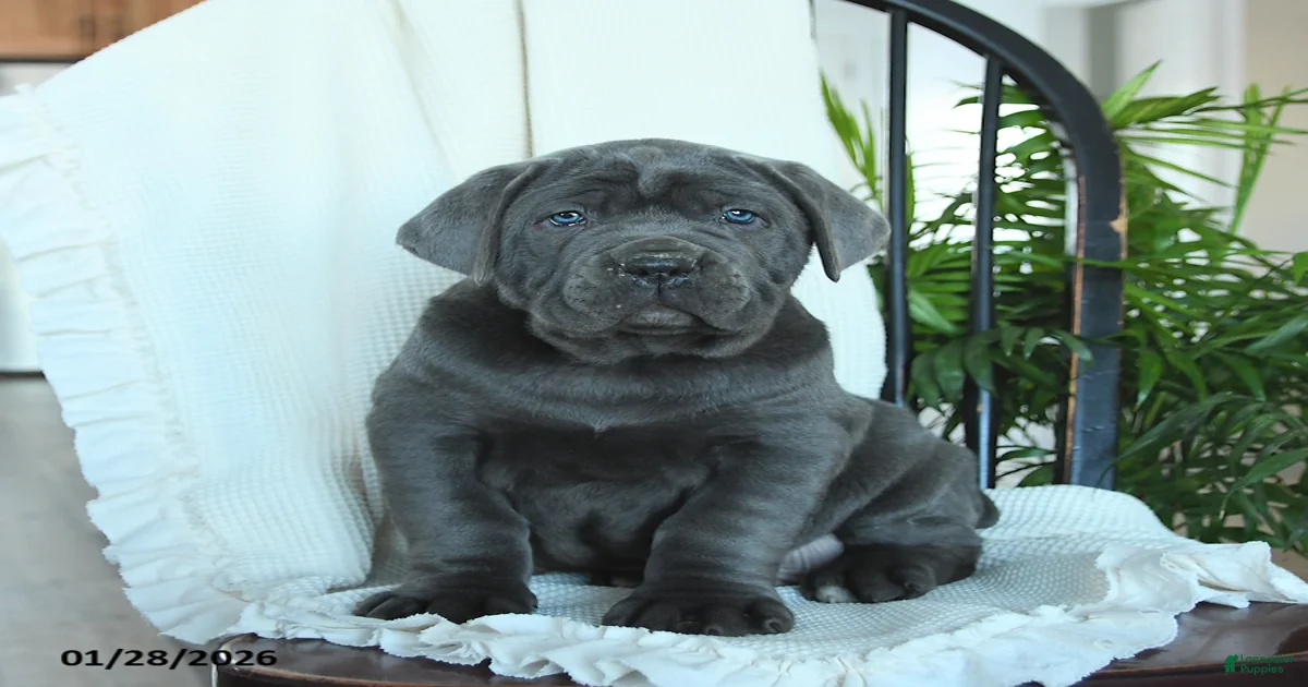 Apollo for sale in West Earl Township | Lancaster Puppies