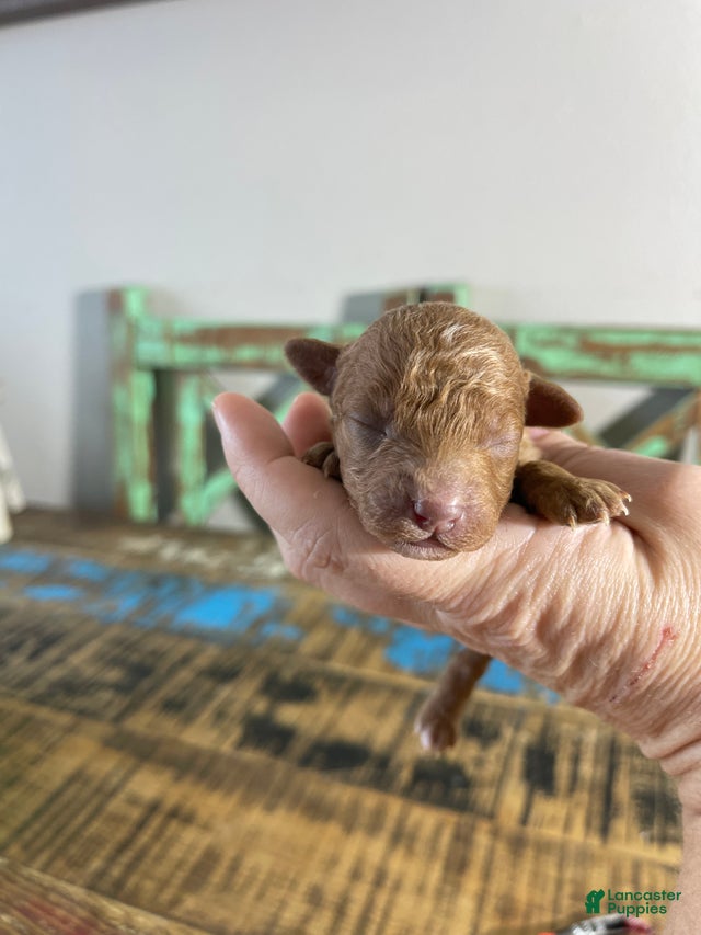 Akc Bred color Red Boy 2 for sale in | Lancaster Puppies