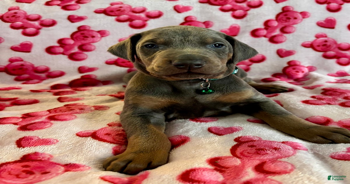 GENETIC HEALTH TESTED- JASPER for sale in Milton | Lancaster Puppies