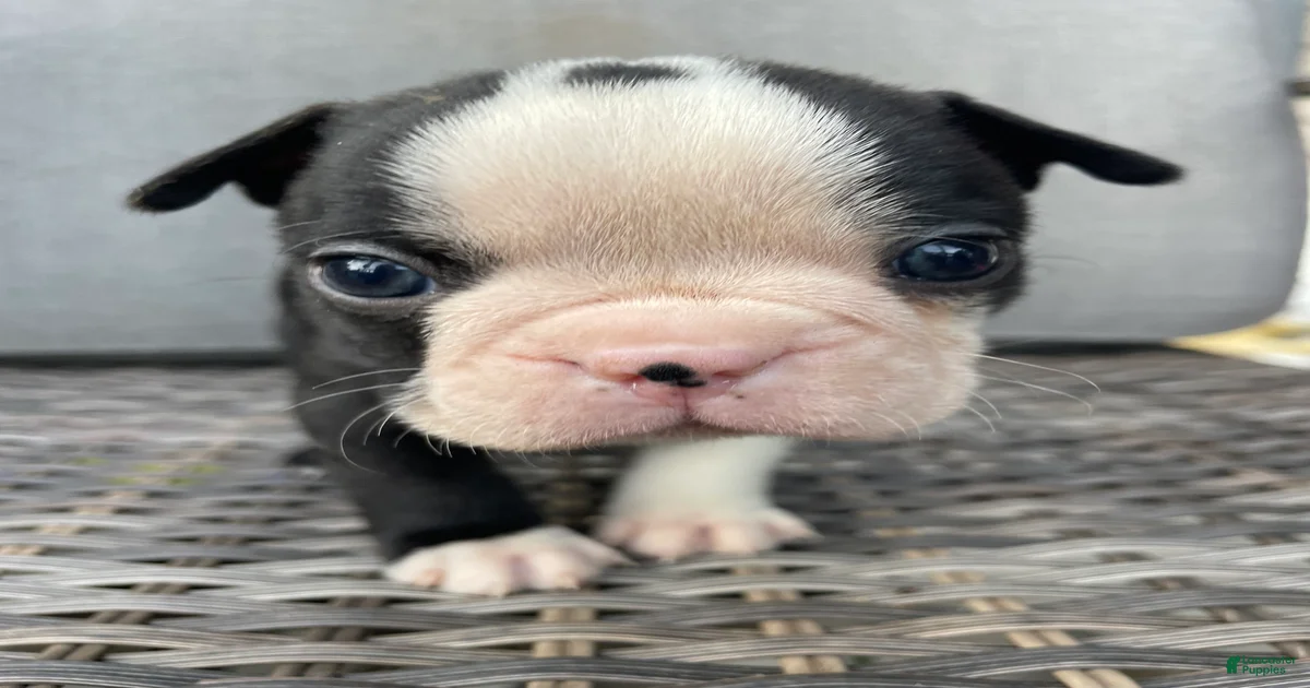 Boston Terrier 5 Boston Terrier for sale in Charlottesville | Lancaster ...