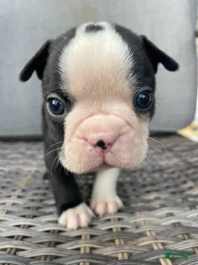 Boston Terrier 5 Boston Terrier for sale in Charlottesville | Lancaster ...