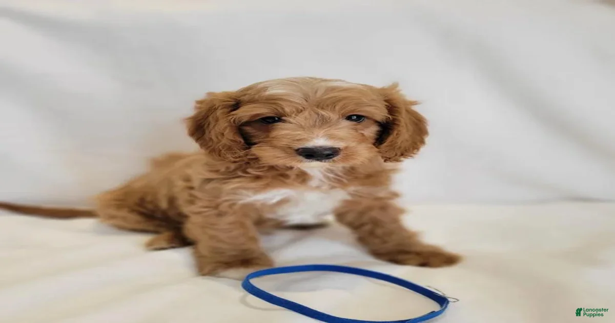 Mani Cavapoo for sale in Valparaiso | Lancaster Puppies