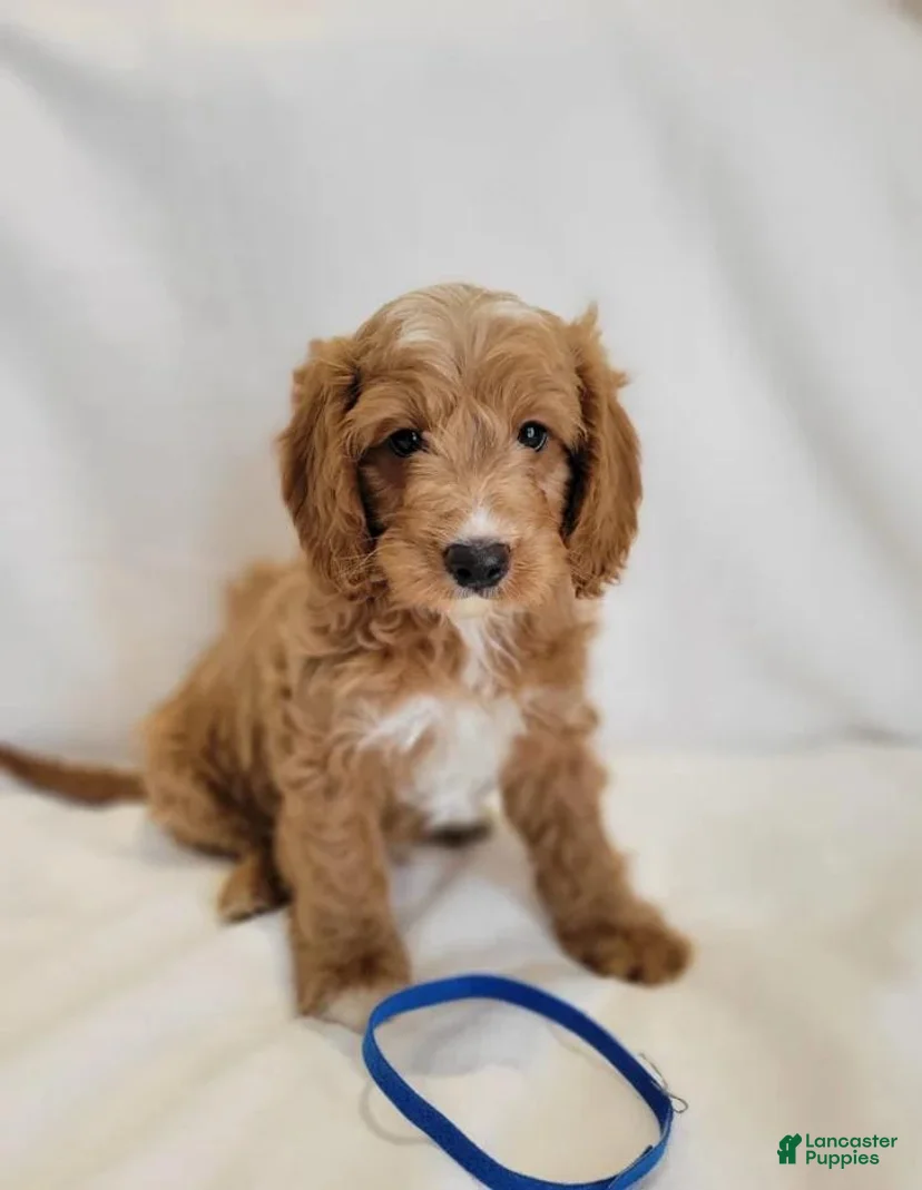 Mani Cavapoo for sale in Valparaiso | Lancaster Puppies