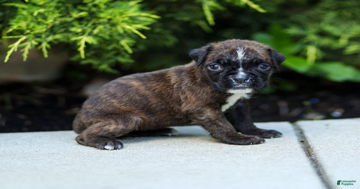 Boxer Puppies for sale in Baltimore, Maryland | Lancaster Puppies