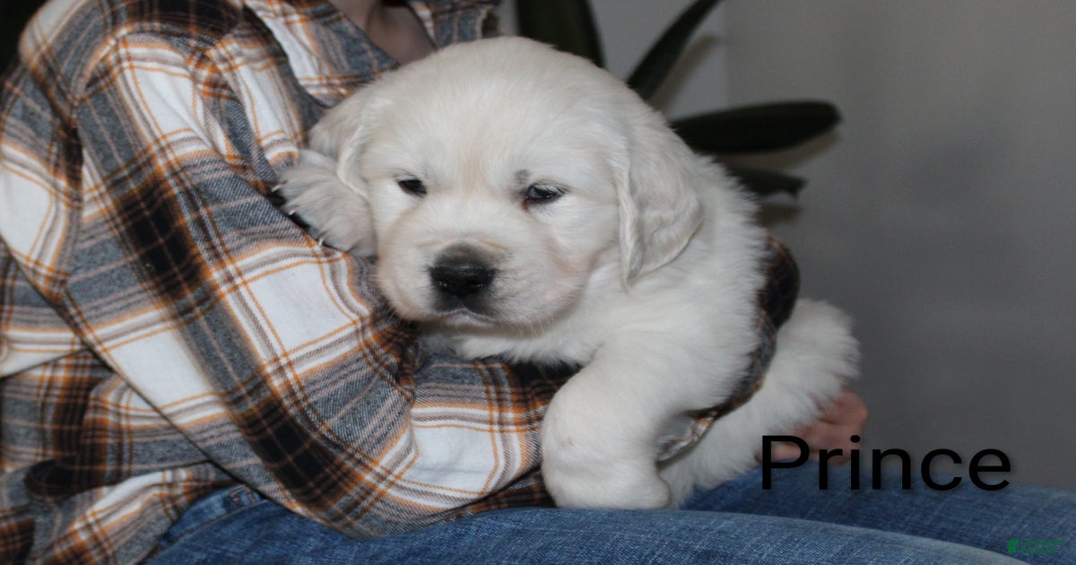 Prince for sale in Reinholds | Lancaster Puppies