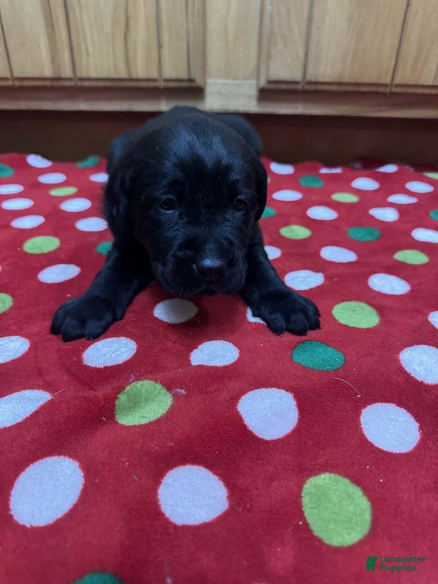 Fern for sale in Camden | Lancaster Puppies