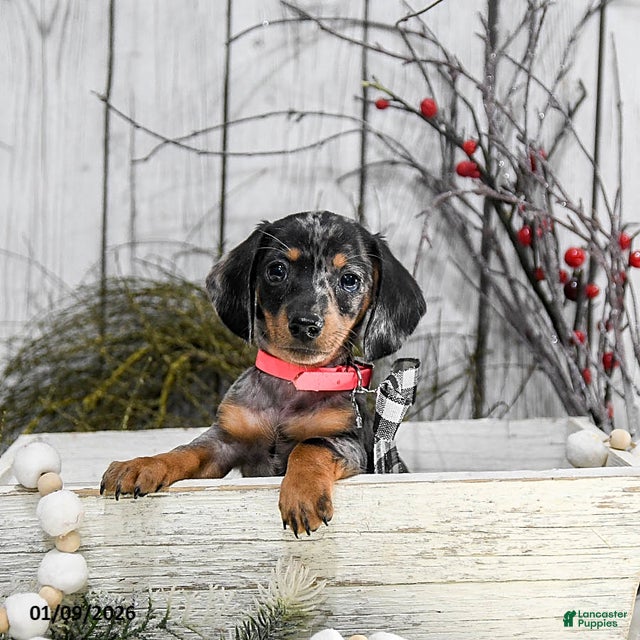 Annie for sale in Terre Hill | Lancaster Puppies