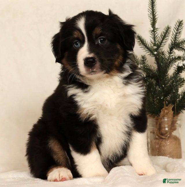 Toby for sale in Baltic | Lancaster Puppies