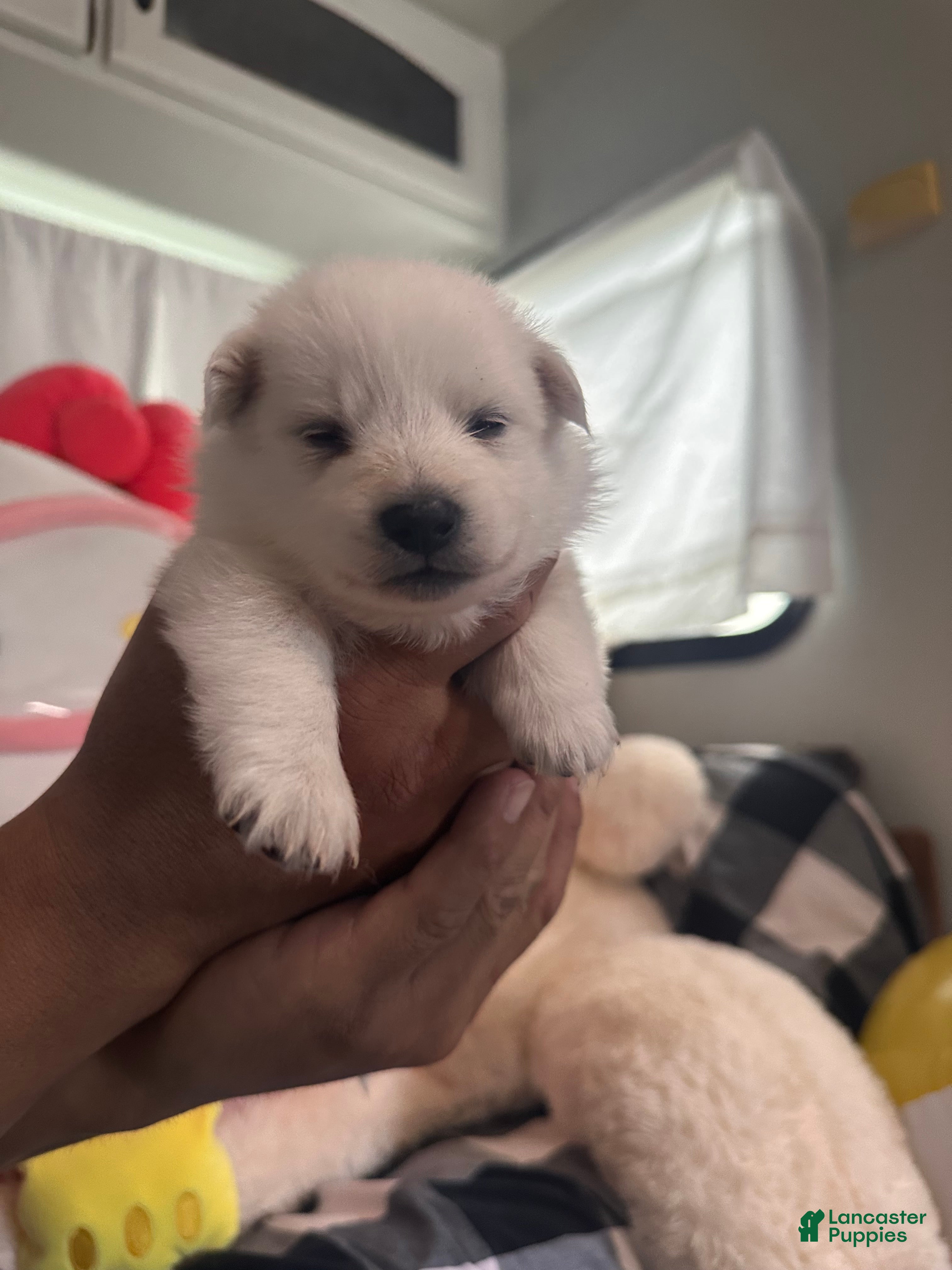 American Eskimo Puppy 4 American Eskimo for sale in Alpharetta ...