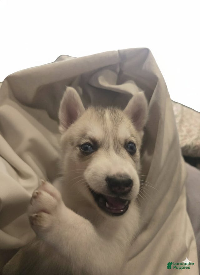 Yuki for sale in Quincy | Lancaster Puppies