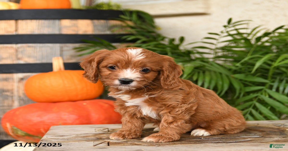 Curly for sale in Honey Brook | Lancaster Puppies