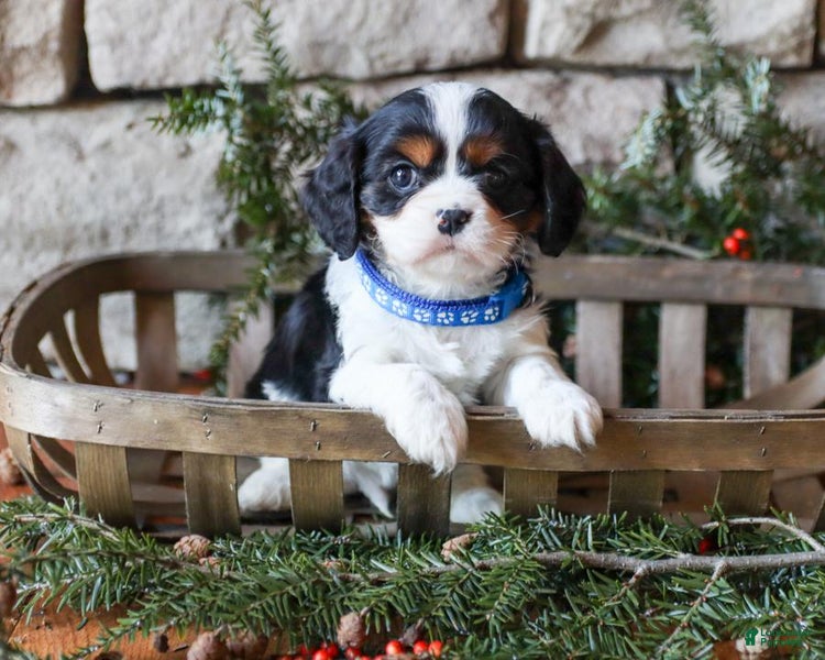 Anna Mary Martin | Lancaster Puppies