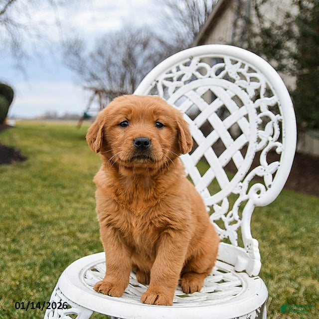 Pippi for sale in Lititz | Lancaster Puppies