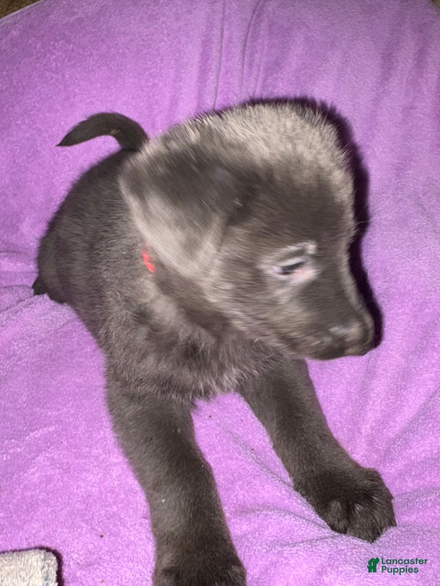 Brenda the brindle for sale in Wolverine | Lancaster Puppies