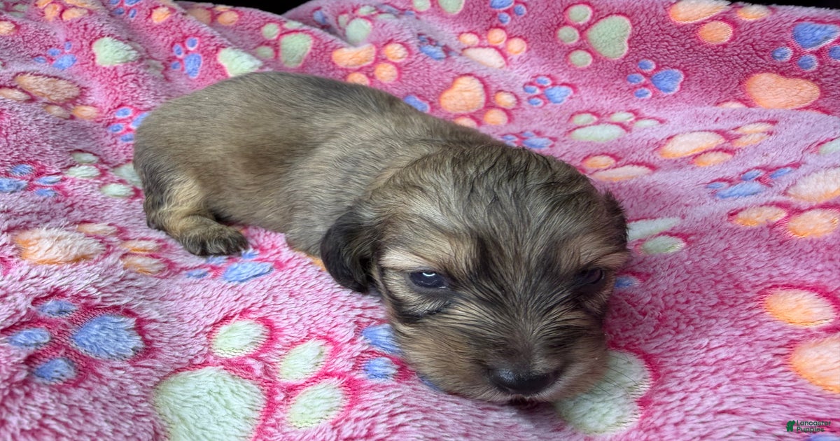 Cream girl for sale in East Meredith | Lancaster Puppies