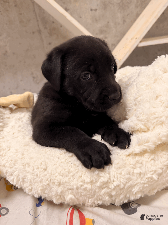 Cane Corso Puppy 2 for sale in Fairburn | Lancaster Puppies