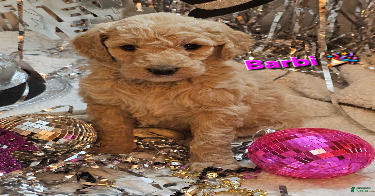 Barbi for sale in Minerva | Lancaster Puppies