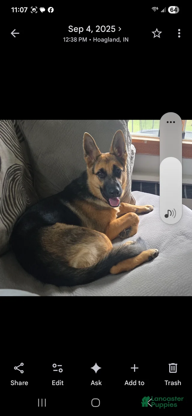 German Shepherd Puppy 5 German Shepherd for sale in Fort Wayne ...