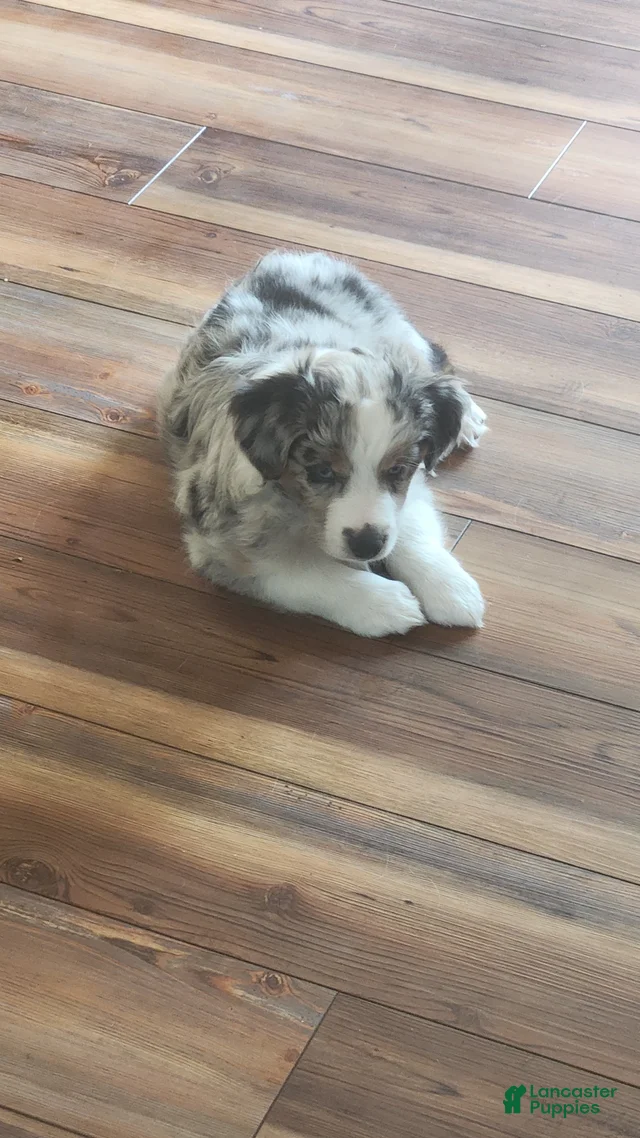 Miniature Australian Shepherd Puppy 1 Miniature Australian Shepherd for ...