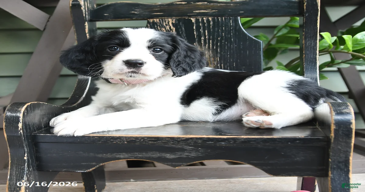 Free dogs English Springer Spaniel Puppies for sale | Lancaster Puppies