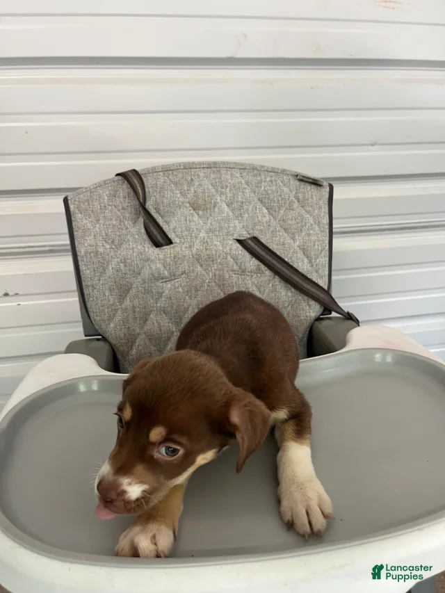 Sheba Golden Shepherd for sale in Riegelwood | Lancaster Puppies