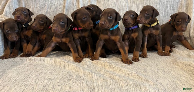 Nala for sale in Lithia Springs | Lancaster Puppies