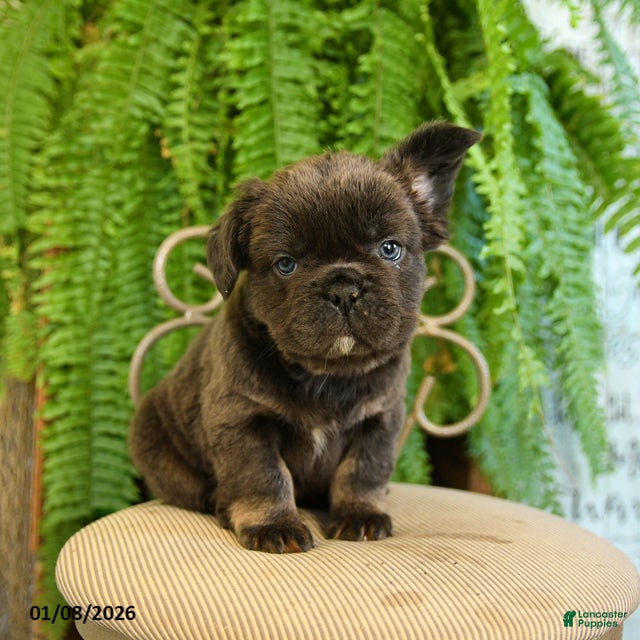 Toby for sale in Rising Sun | Lancaster Puppies