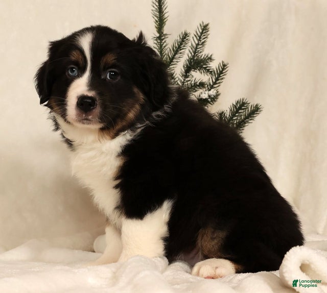Toby for sale in Baltic | Lancaster Puppies