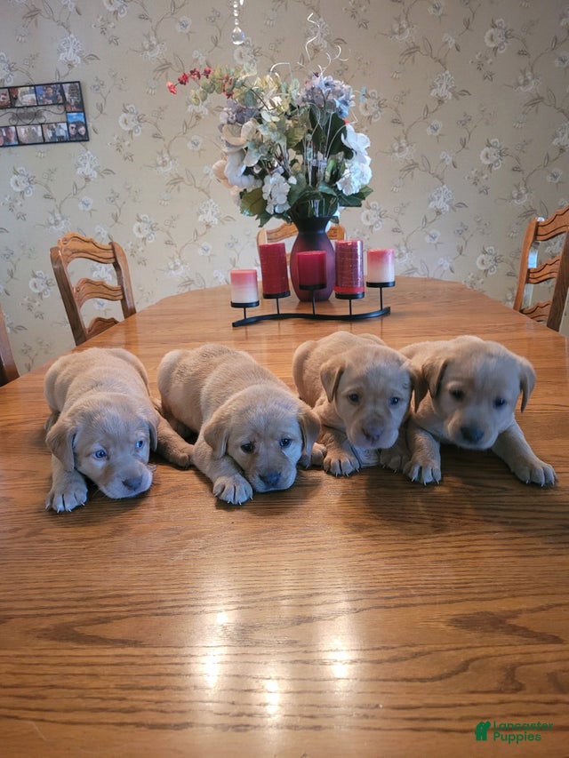 Labrador Retriever Puppy 4 for sale in Elk Grove | Lancaster Puppies