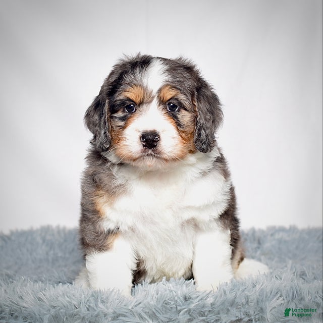 Ms. Sasha for sale in Sugarcreek | Lancaster Puppies