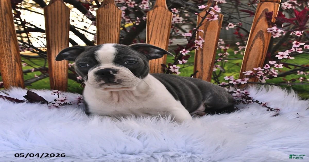 Puppies for sale in New York | Lancaster Puppies
