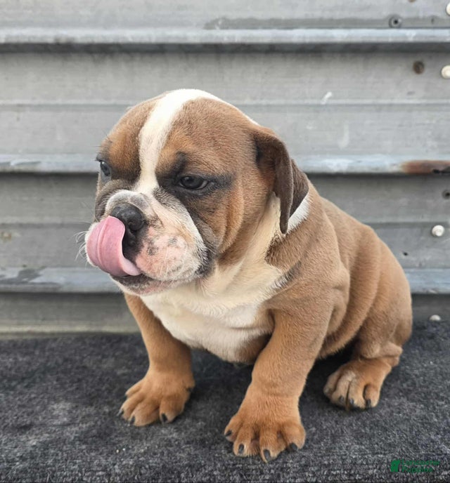 English Bulldog Puppy 1 for sale in Sutherland | Lancaster Puppies