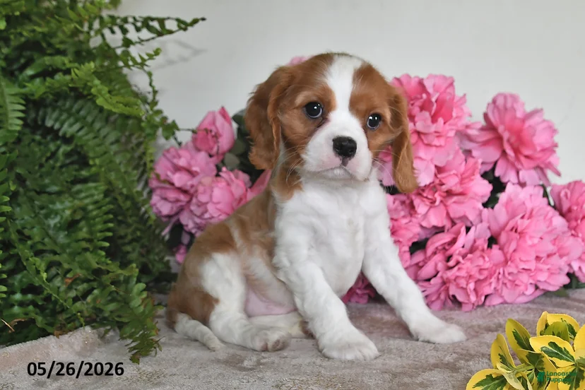 Bouncer Cavalier King Charles Spaniel for sale in Plymouth | Lancaster ...