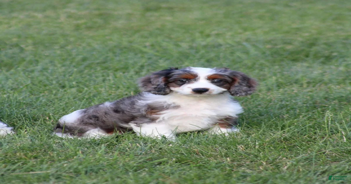 Female Cavapoo Puppies for sale | Lancaster Puppies