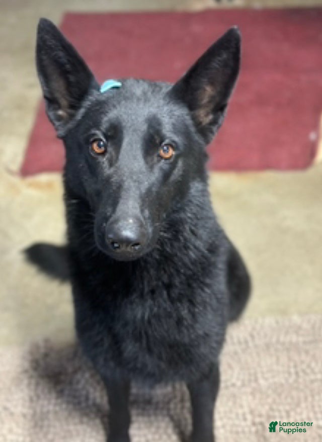 Freya for sale in Muncie | Lancaster Puppies