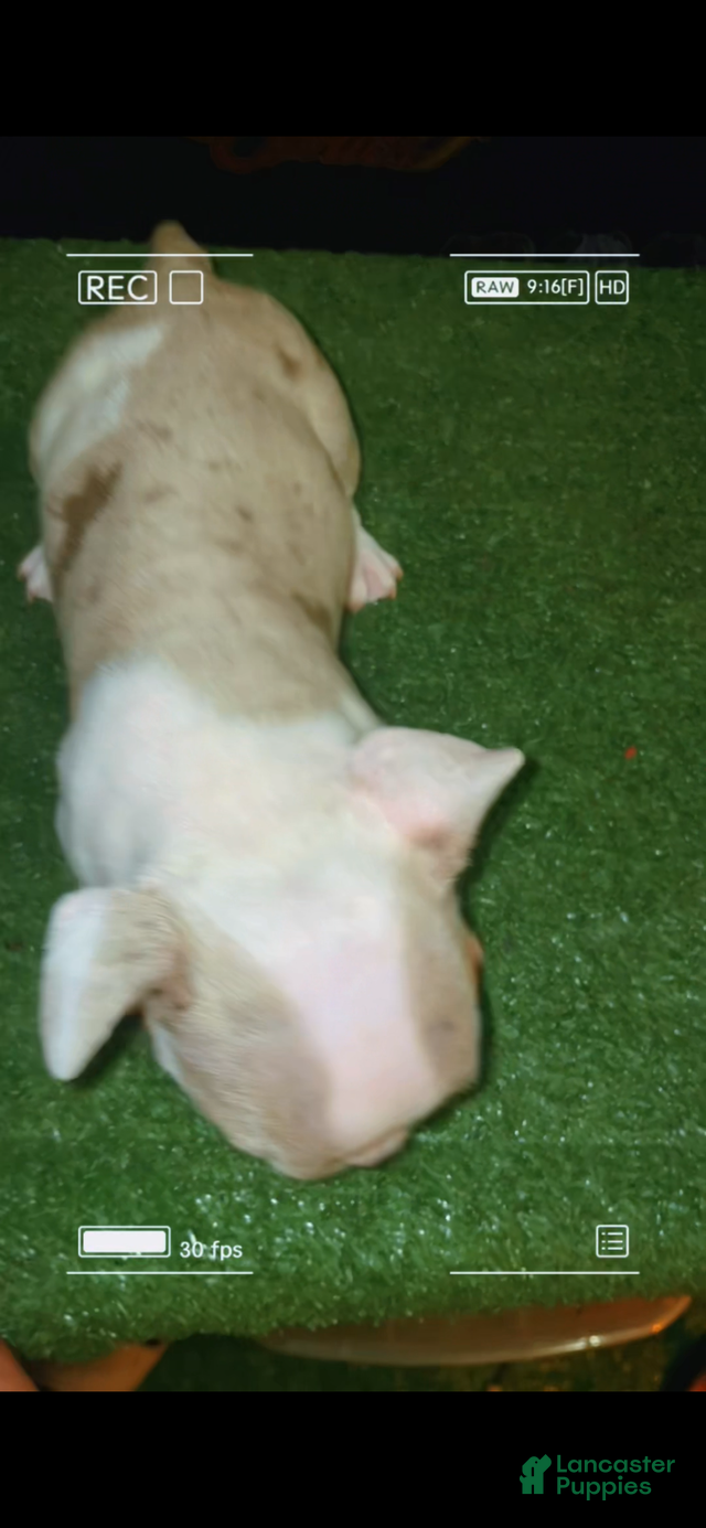 Merle Male #2 for sale in Rochester | Lancaster Puppies