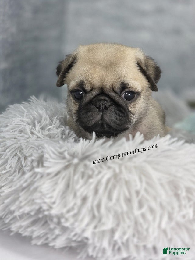 Green Collar - Fawn Male Pug Puppy for sale in Whitwell | Lancaster Puppies