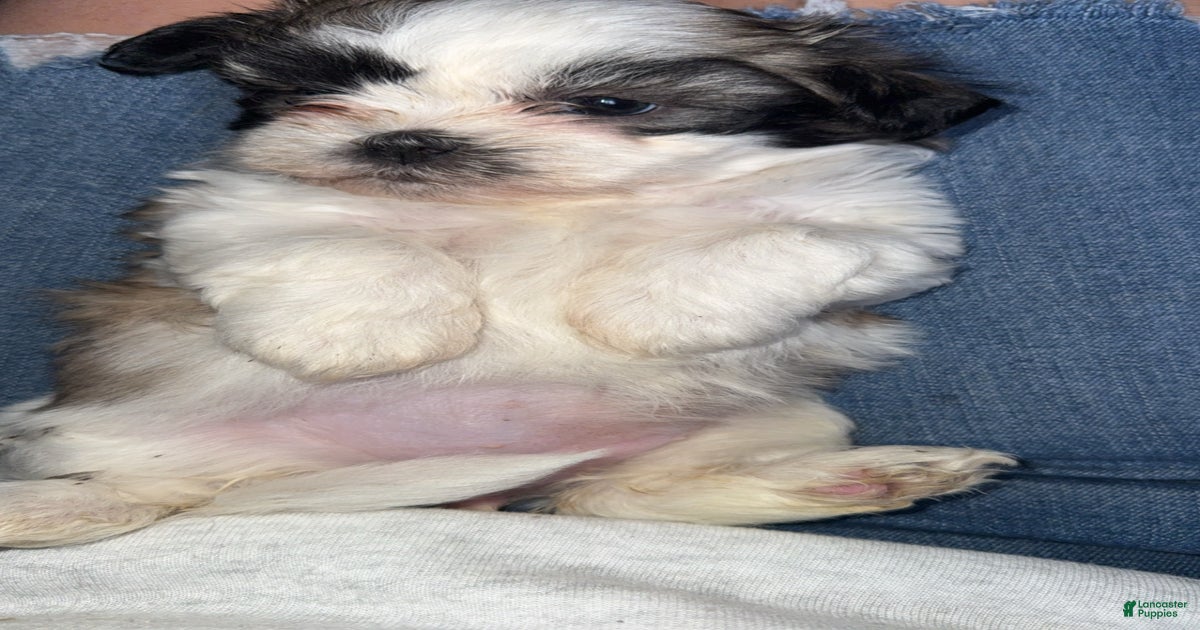 Only 2 puppies for sale in Crooksville | Lancaster Puppies