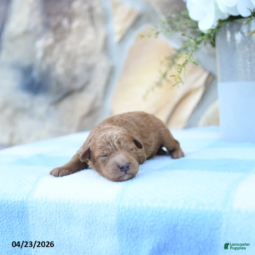Foxy Cavapoo for sale in East Earl | Lancaster Puppies