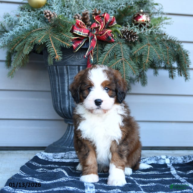 Merle for sale in Honey Brook | Lancaster Puppies