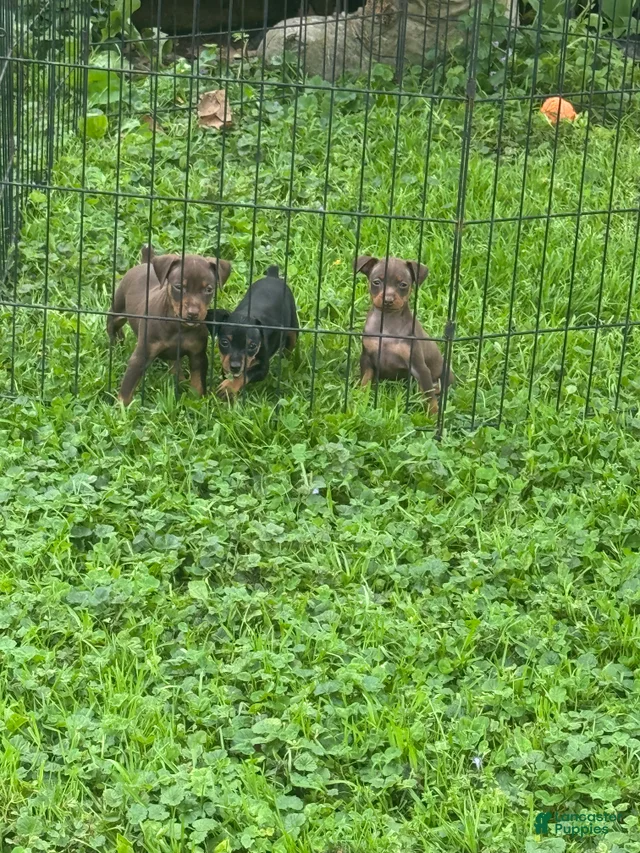 Miniature Pinscher Puppy 3 Miniature Pinscher for sale in Vanderbilt ...