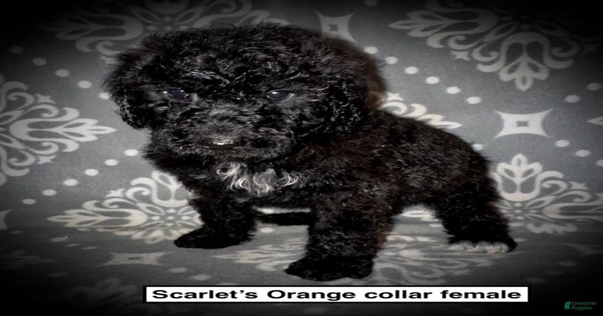 AKC Scarlet's Orange Collar Female Standard Poodle for sale in ...