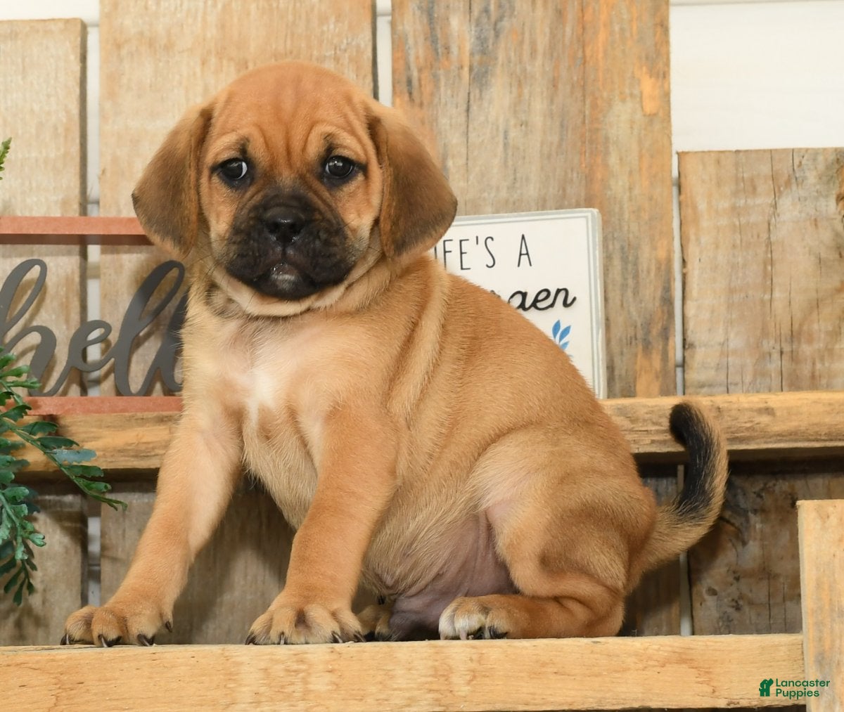 Puggle Puppies for sale | Lancaster Puppies