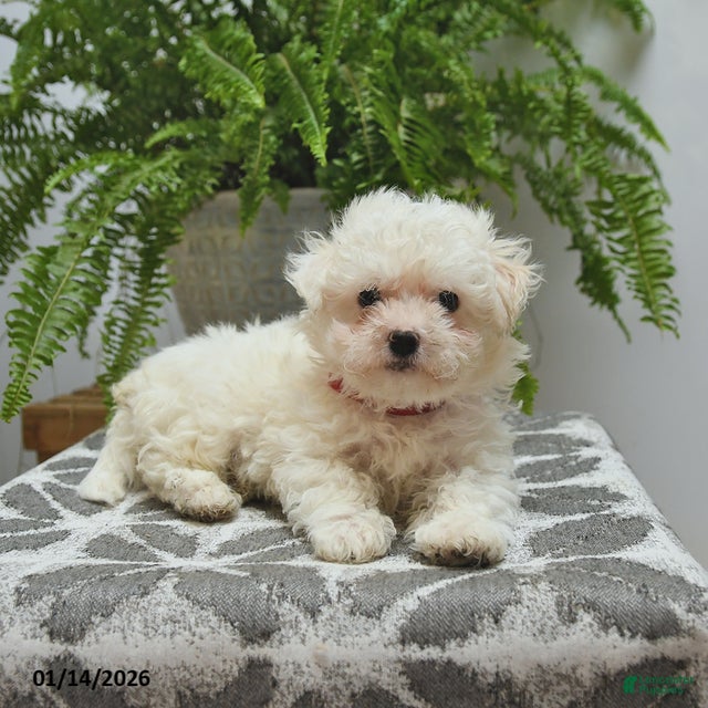 Skipper for sale in Ronks | Lancaster Puppies