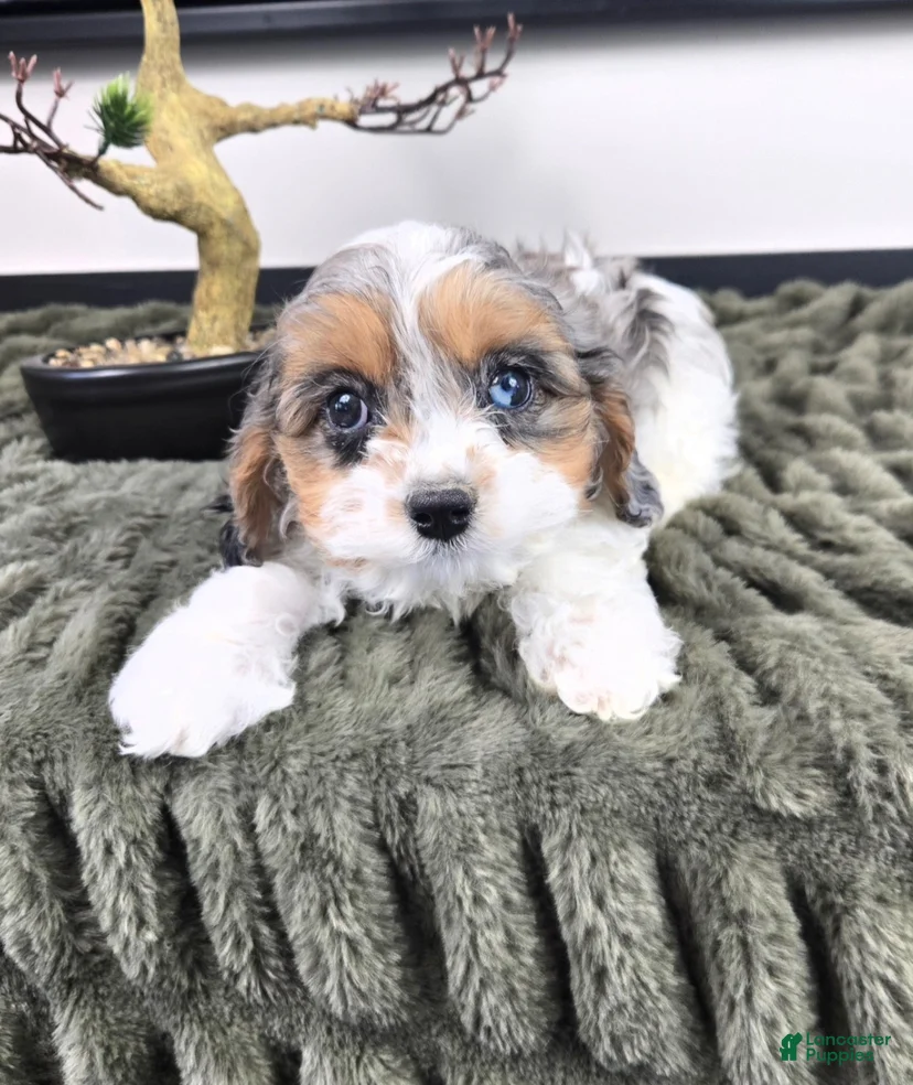 Cora Cavapoo for sale in Greenfield | Lancaster Puppies
