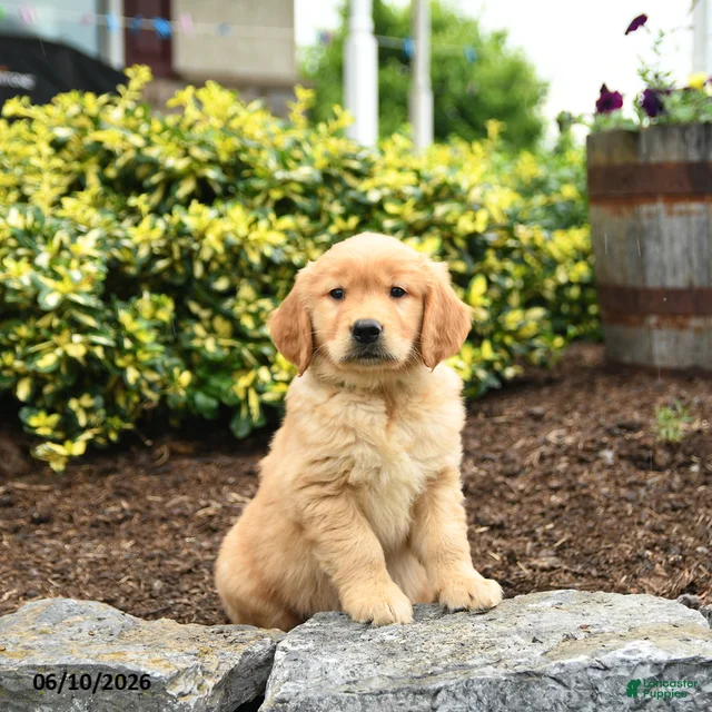Jimmy Golden Retriever for sale in Brownstown | Lancaster Puppies