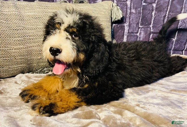 Theo 💙 Ultra Bernedoodle Puppy for sale in Cookeville | Lancaster Puppies
